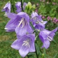 dizzy (poem) – Random Ramblings